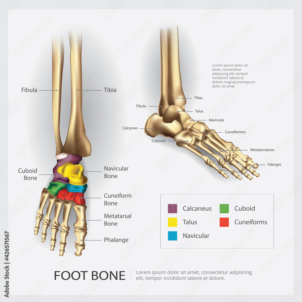 Foot Bone Anatomy Vector Illustration Stock Vector | Adobe Stock