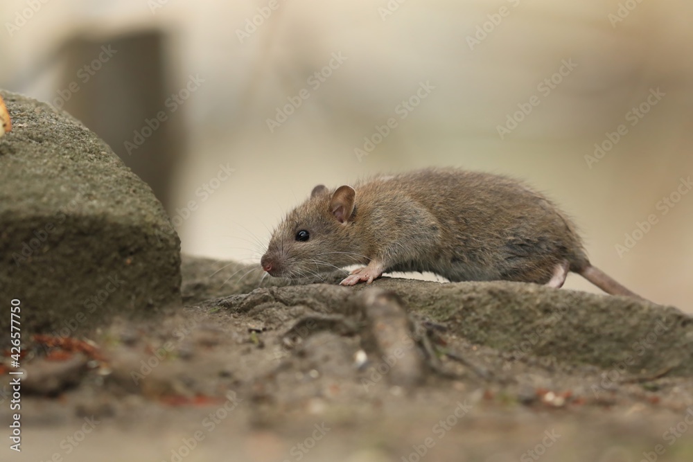 Young brown rat (Rattus norvegicus) is one of the best known and most ...