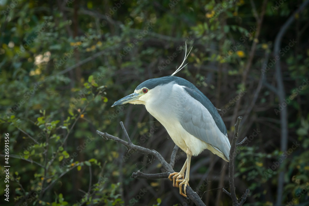 Black crowned or capped night heron bird portrait in natural green ...