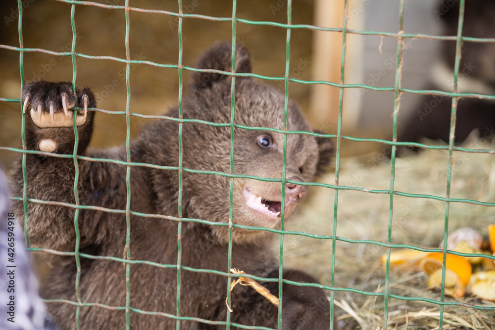 Closeup of the head of The brown bear behind the metal rods of the cage ...
