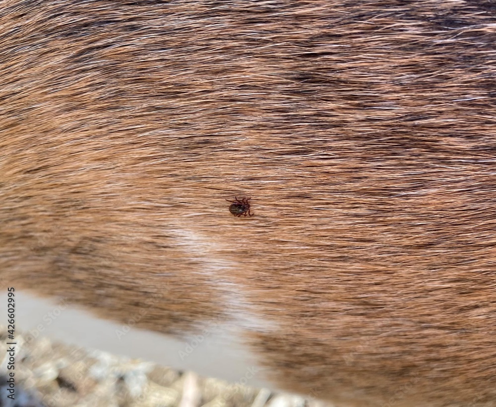 Tick on the dog's body. Tick on an animal. Stock Photo | Adobe Stock