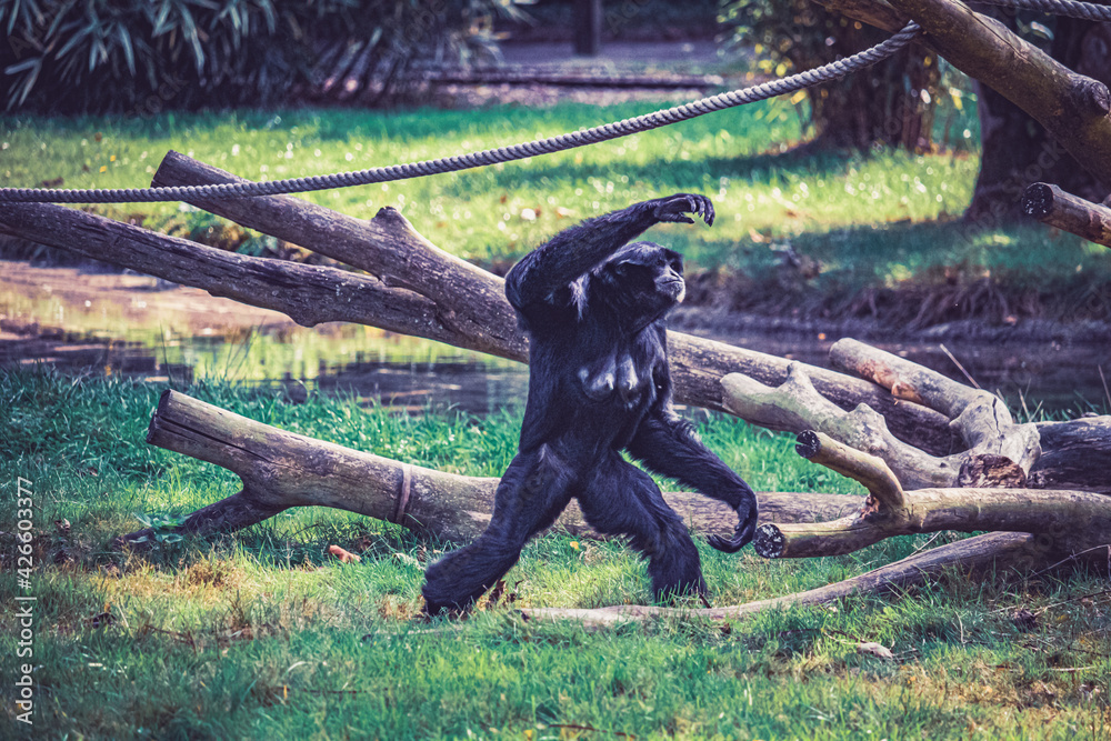 Schimpansen im Affengehege im Serengeti Park im niedersächsischen ...