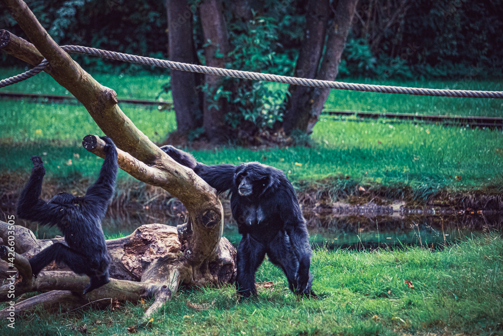 Schimpansen im Affengehege im Serengeti Park im niedersächsischen ...