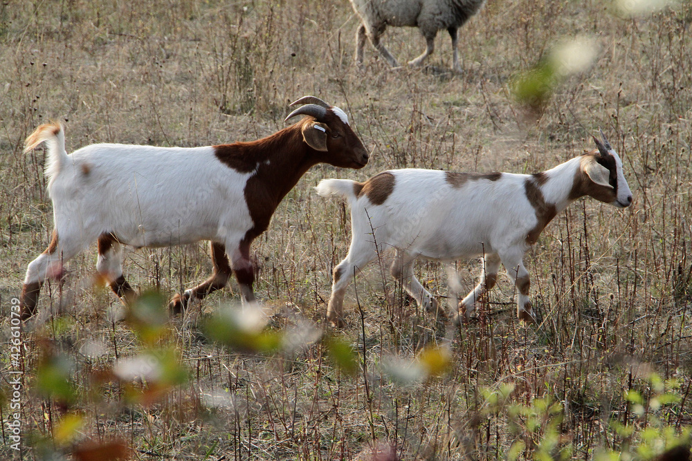 Schaf, Ziege, Weidetier, Geisa, Biosphaerenreservat Rhoen, Thueringen ...