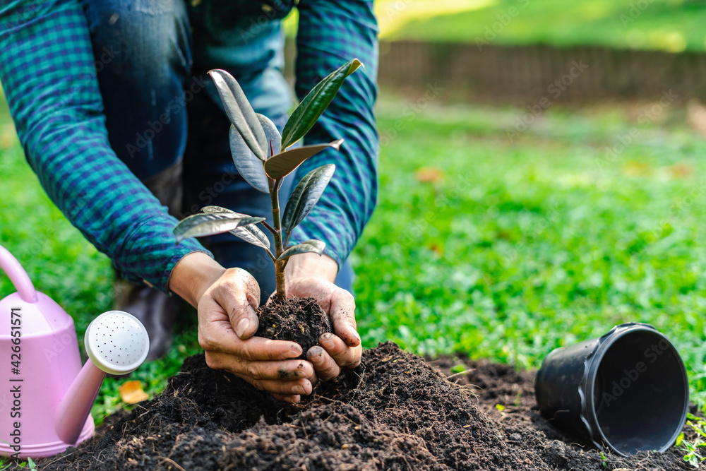 World environment day reforesting, nature and ecology concept. The ...