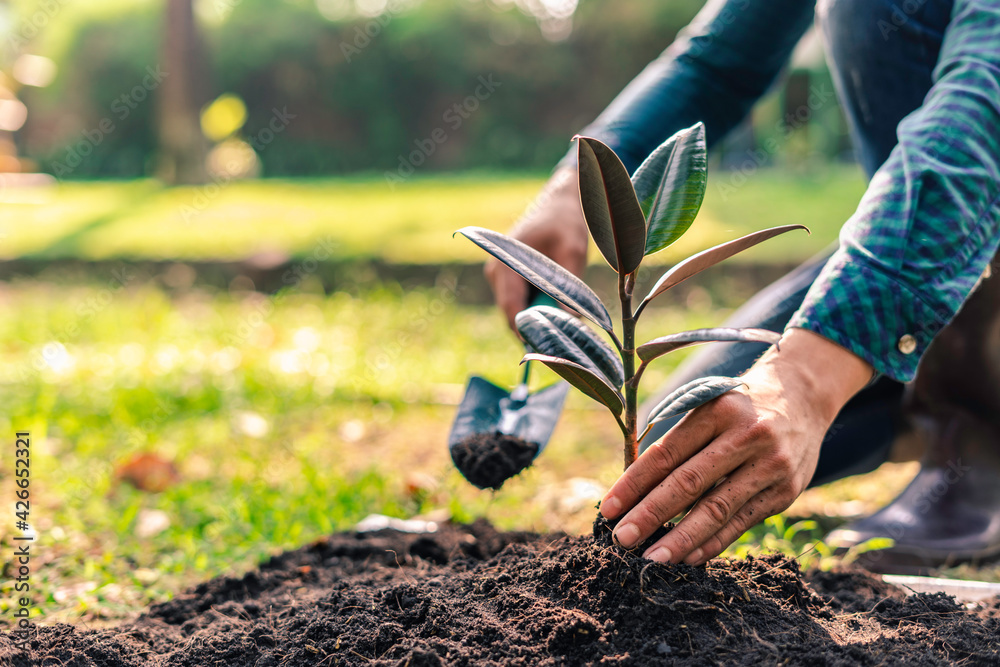 World environment day reforesting, nature and ecology concept. The ...