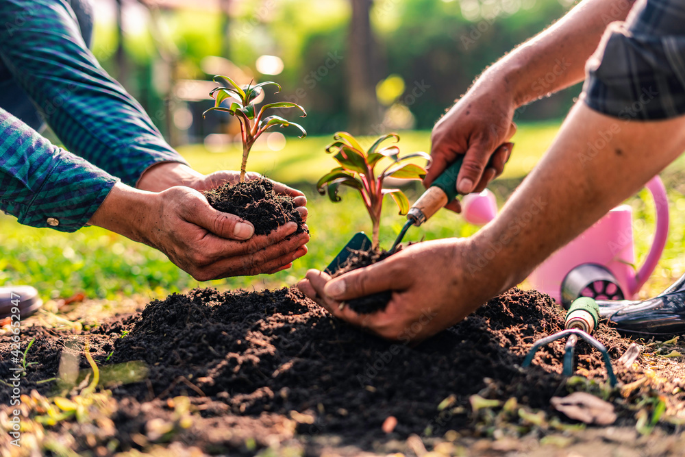 World environment day afforestation nature and ecology concept The male ...