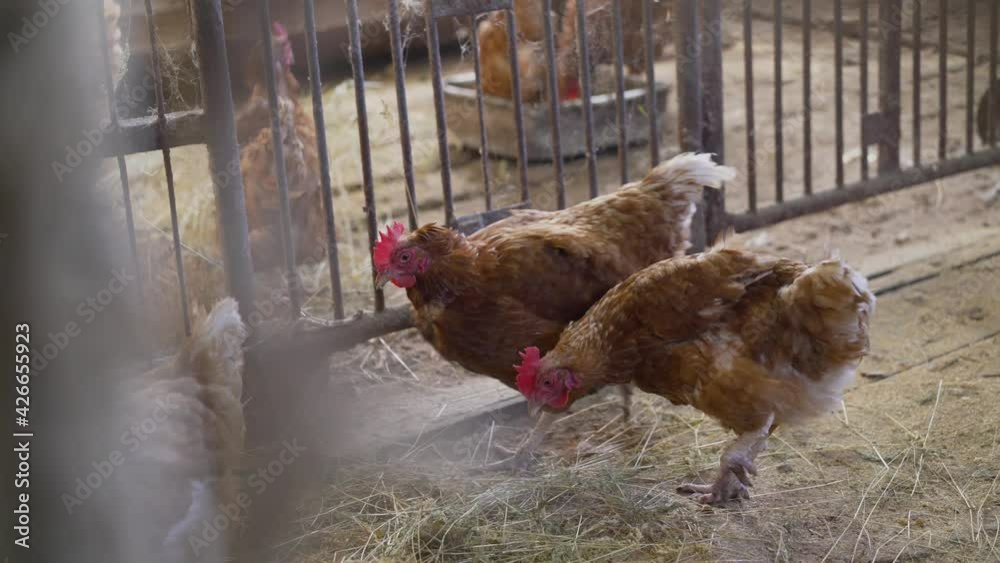 Chicken farm. Industrial poultry farming of chickens. Laying hen farm ...