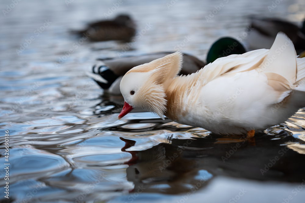 Albino Mandarin Duck