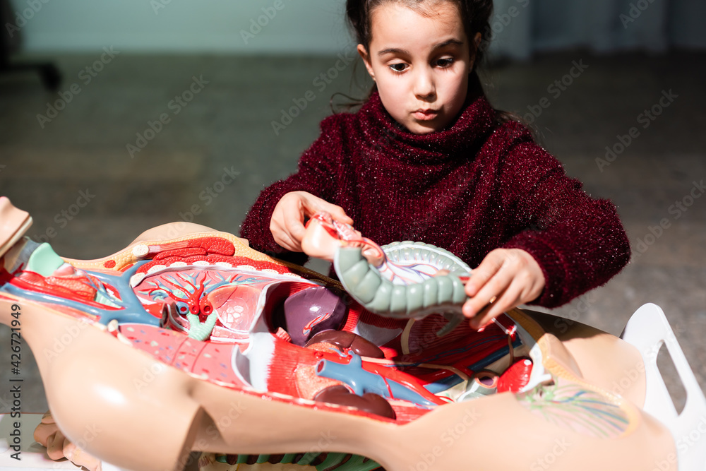 School child studying a model of the human anatomy in biology class ...
