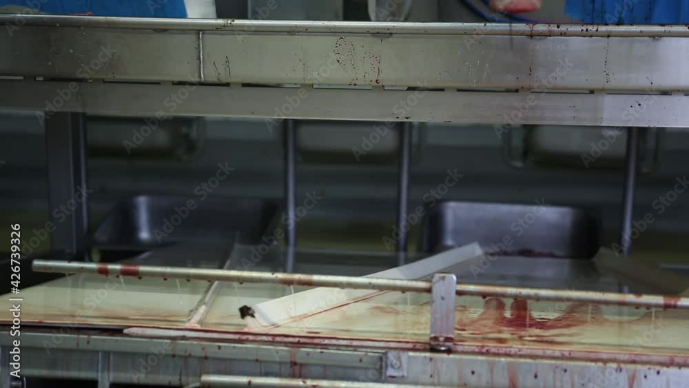 Pig Entrails Falling from Body on Conveyor Machine. Slaughterhouse ...
