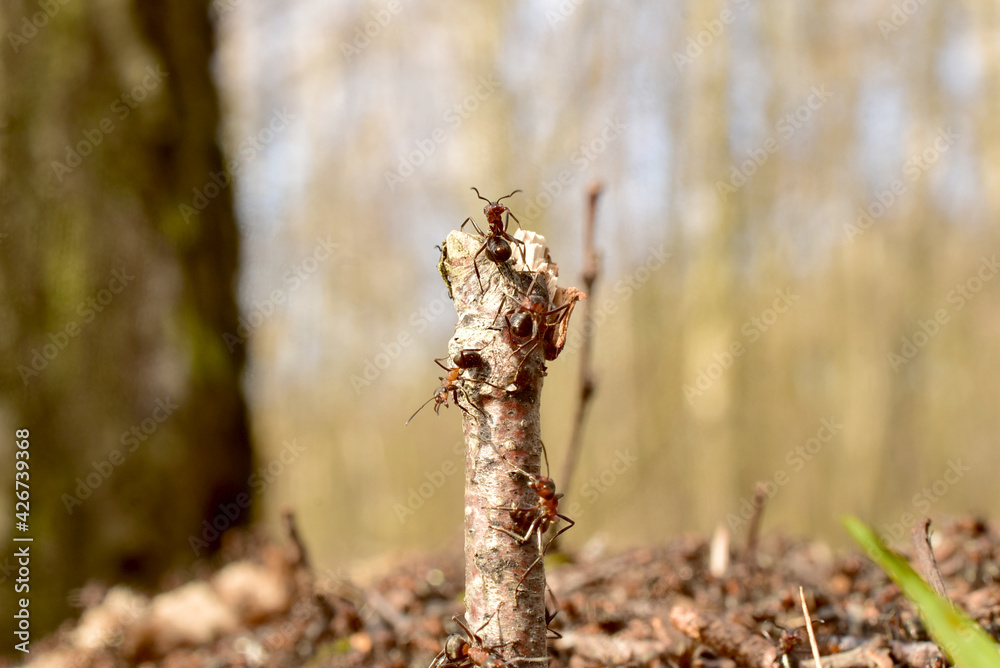 Ants are crawling on top of a stick stuck in an anthill. Stock Photo ...