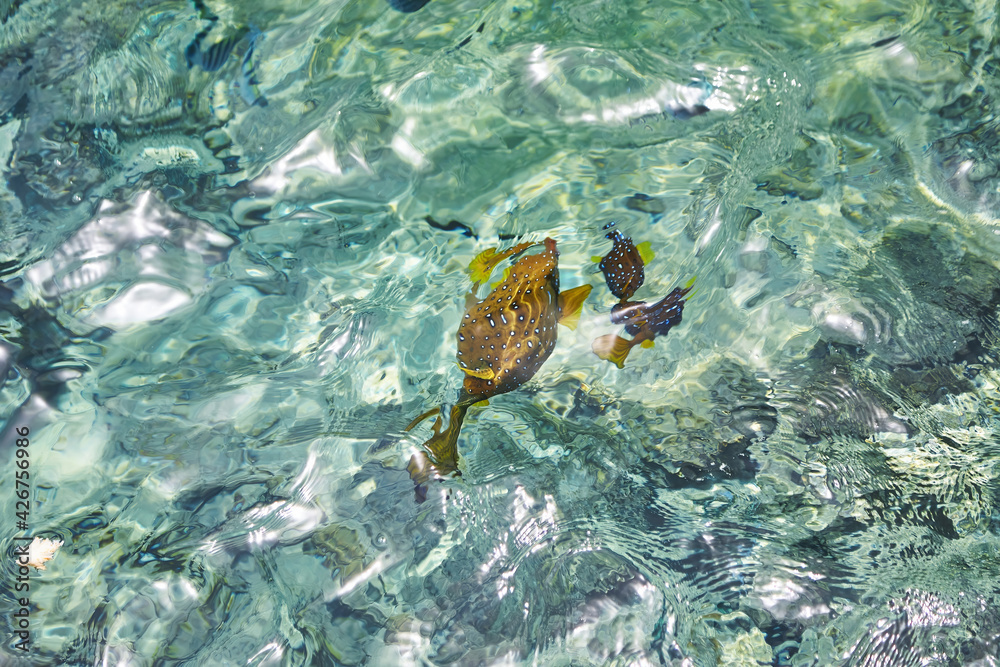 Crystal turquoise water of the Red sea. Background of the Red Sea water ...