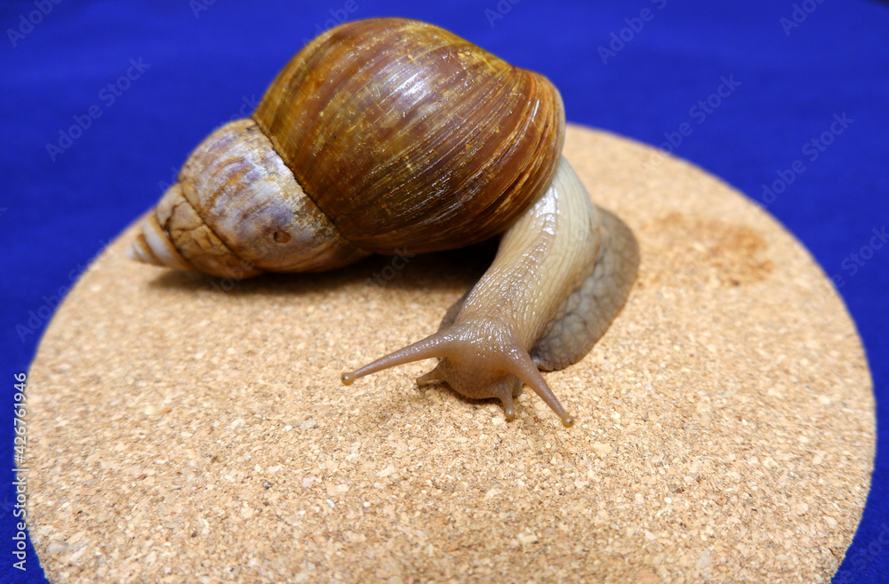 Achatina is a giant snail crawling along the surface. Blue background ...