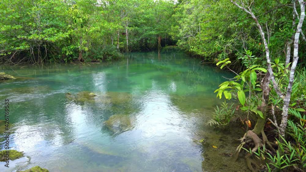 Tropical trees roots in swamp forest and crystal clear water stream ...