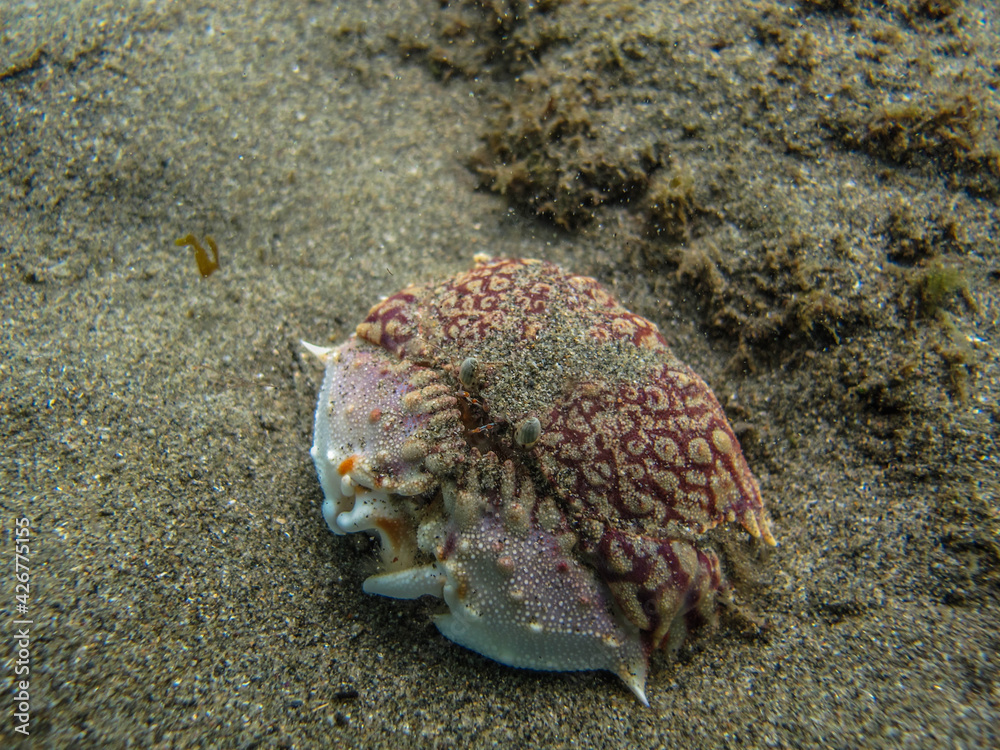 Calappa flammea box crab in Tayrona national natural park Stock Photo ...