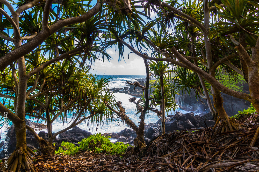 Hala Tree Forest on Kauiau Point, Waianapanapa State Park, Maui, Hawaii ...