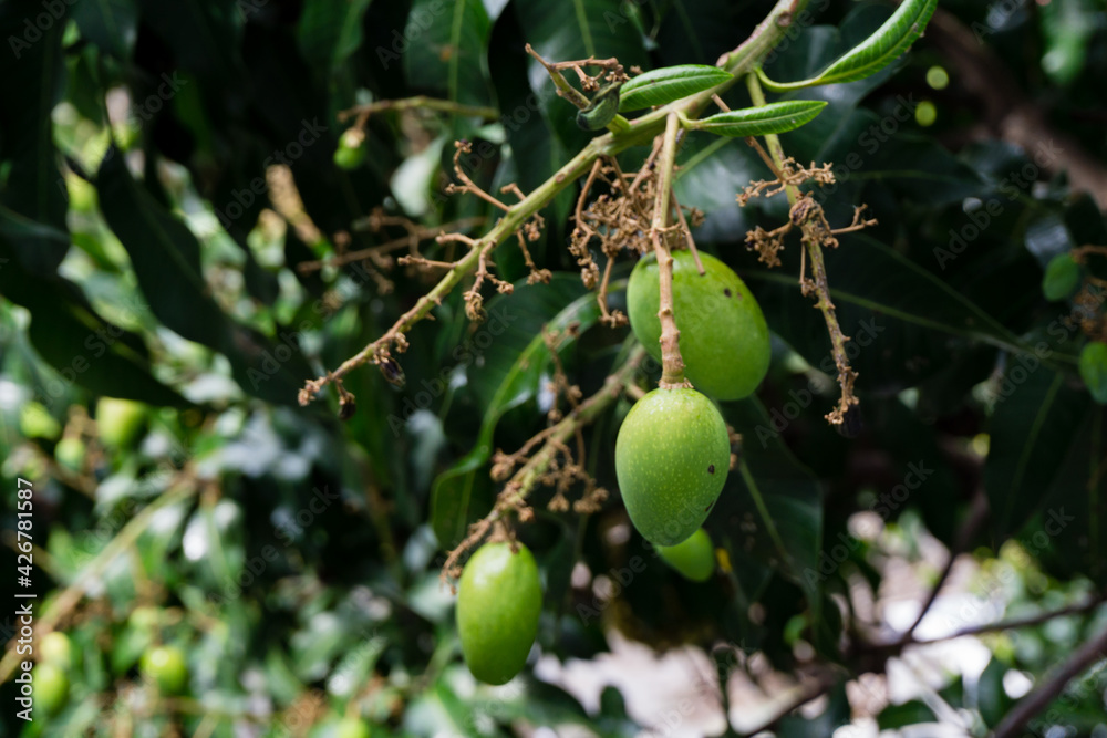 A close up shot of a raw mango hanging on a tree .Mangifera indica ...