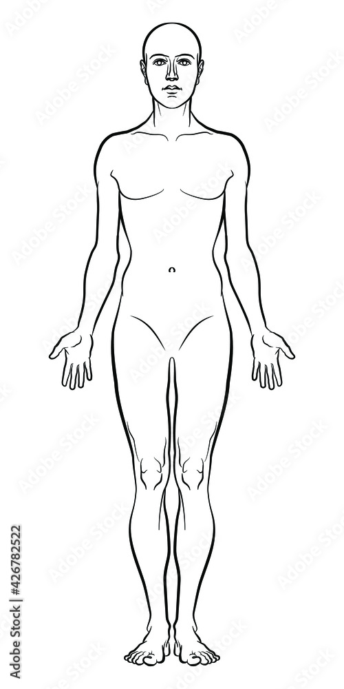 Model of the human body. Hand drawn gender-neutral figure on isolated background, front view ...
