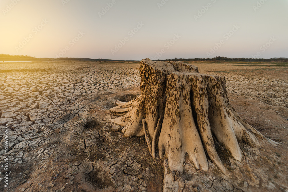 Dead stump tree on cracked land, surface clay soil rough, Cracked earth ...