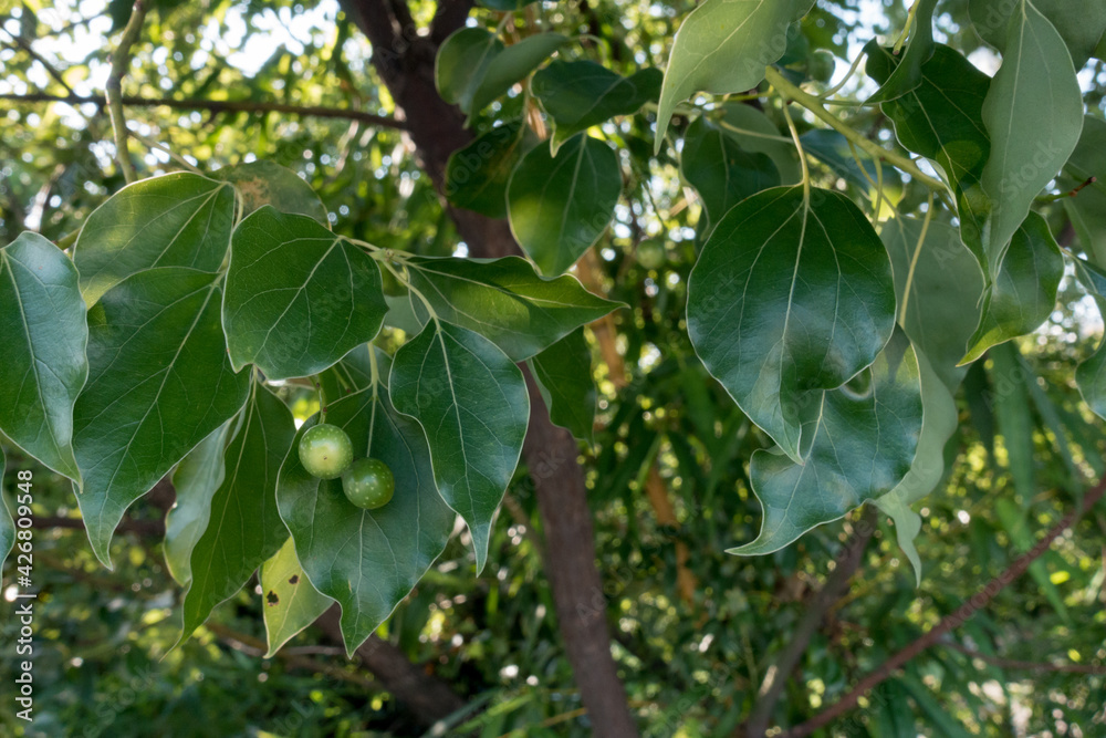 Plakat w ramie A close up shot of camphor laurel seeds and leaves ...