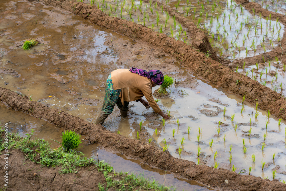 Incredible hard work, planting rice every day for paddy farmer in the ...