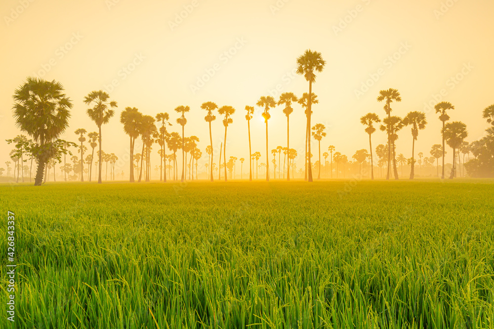 Dong Tan trees in green rice field in national park at sunset in Sam ...