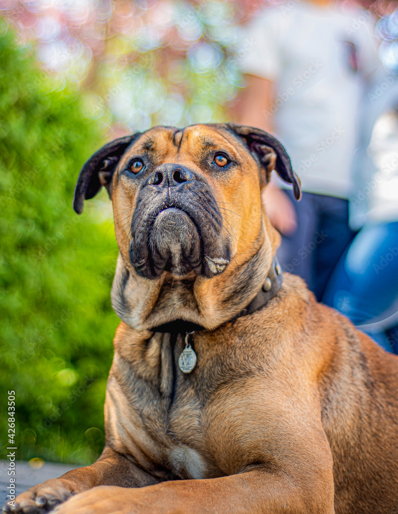 ca de bou dog breed street city portrait, dog breed ca de bo portrait ...