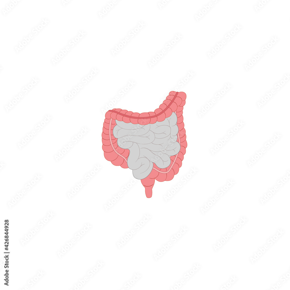 Modern Minimalistic Human Intestine Icon Vector. Simple Intestine sign ...