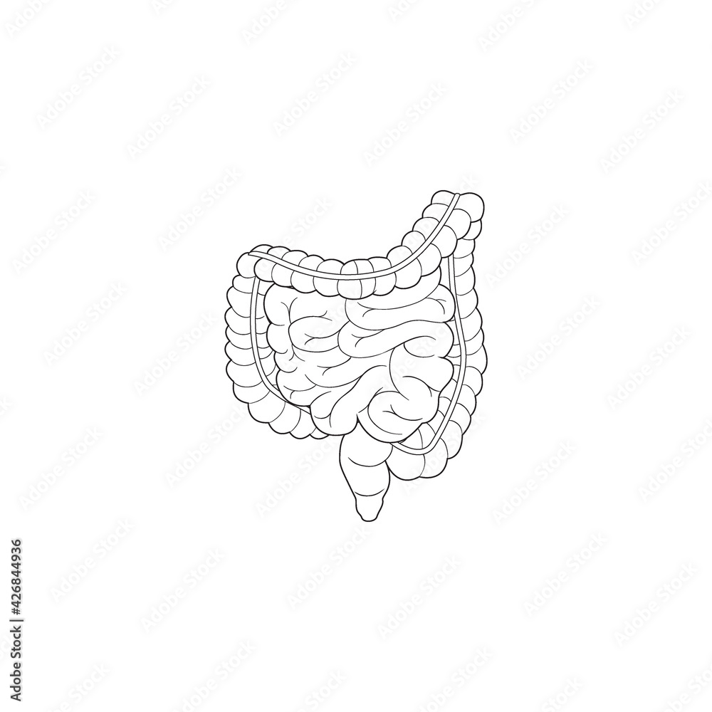 Modern Minimalistic Human Intestine Line Icon Vector. Simple Intestine ...