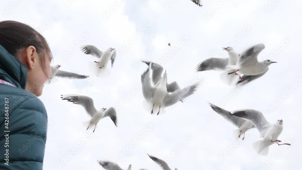 Young woman feeds seagulls, rear view. She is throwing bread to birds ...