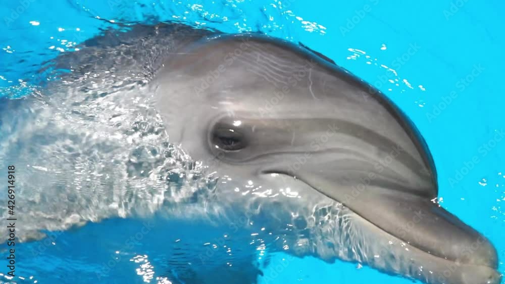 Two playful dolphins, a bottlenose dolphin and a white whale train in ...