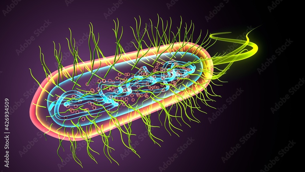 3d illustration of e coli bacteria shapes anatomy. Stock Illustration ...