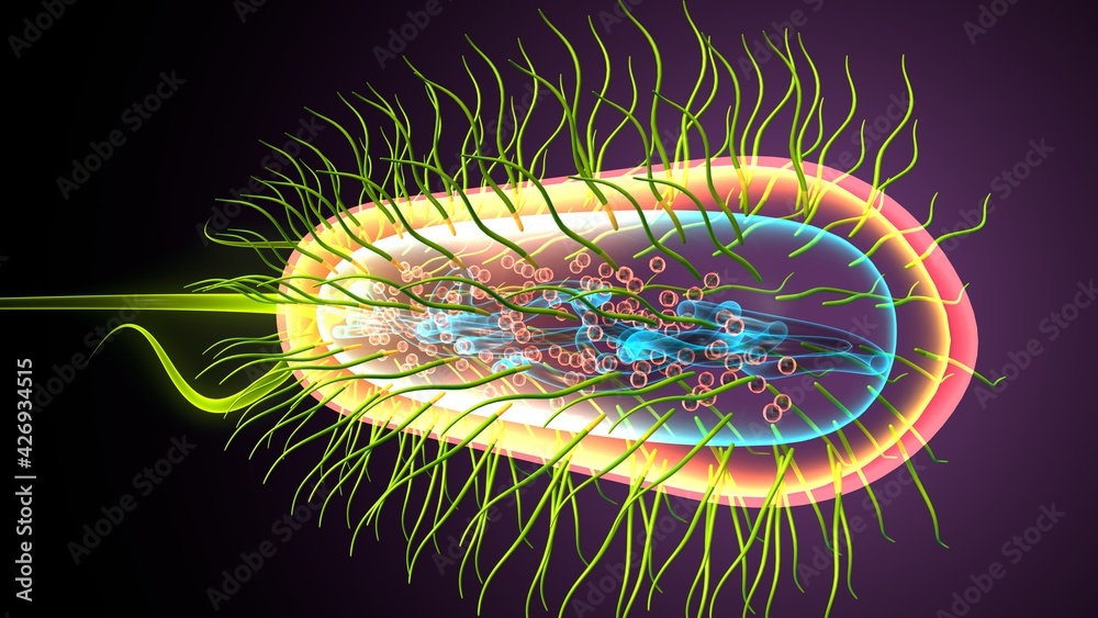 3d illustration of e coli bacteria shapes anatomy. Stock Illustration ...