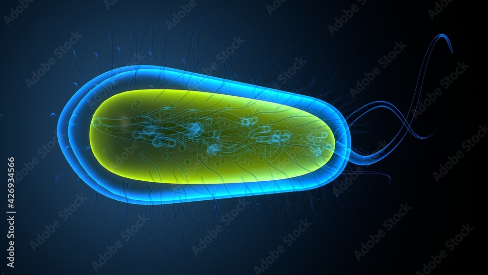 3D illustration of E coli Bacteria Shapes Anatomy. Stock Illustration ...