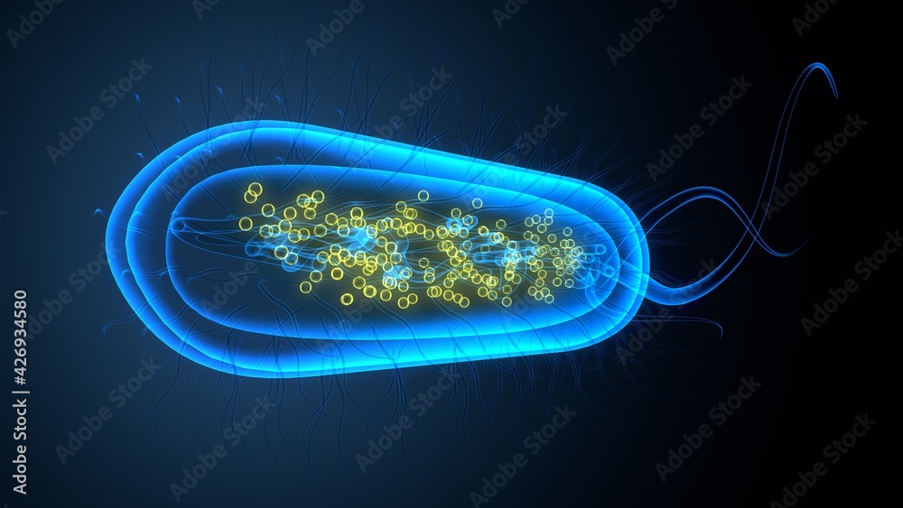 3D illustration of E coli Bacteria Shapes Anatomy. Stock Illustration ...
