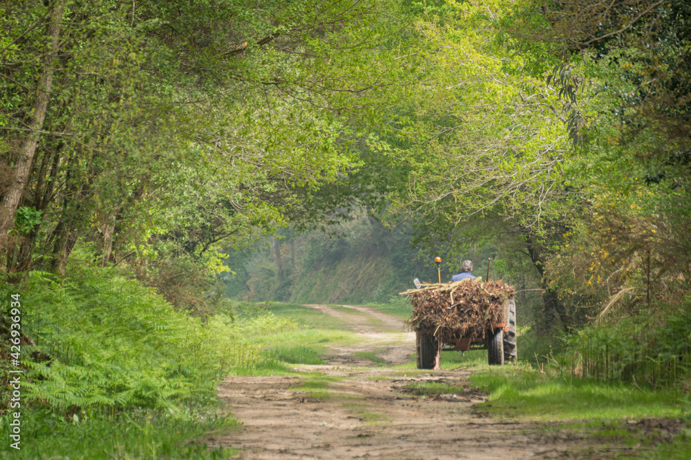 A farmer drives a tractor loaded with weeds along a forest road in ...