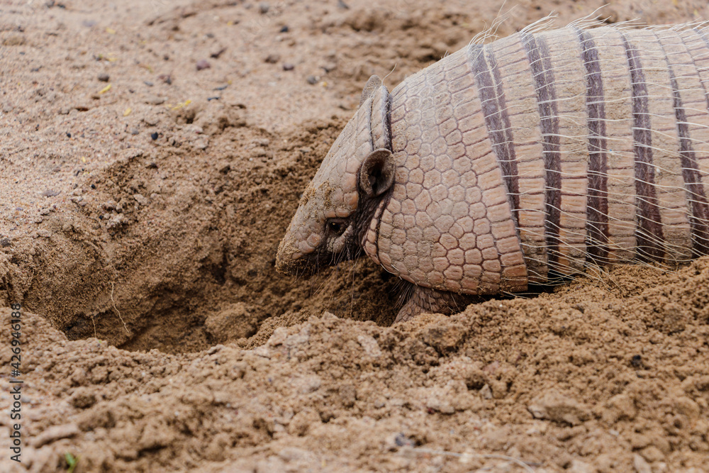 Poster Brazilian armadillo on land in the hinterland of Bahia – Wall ...