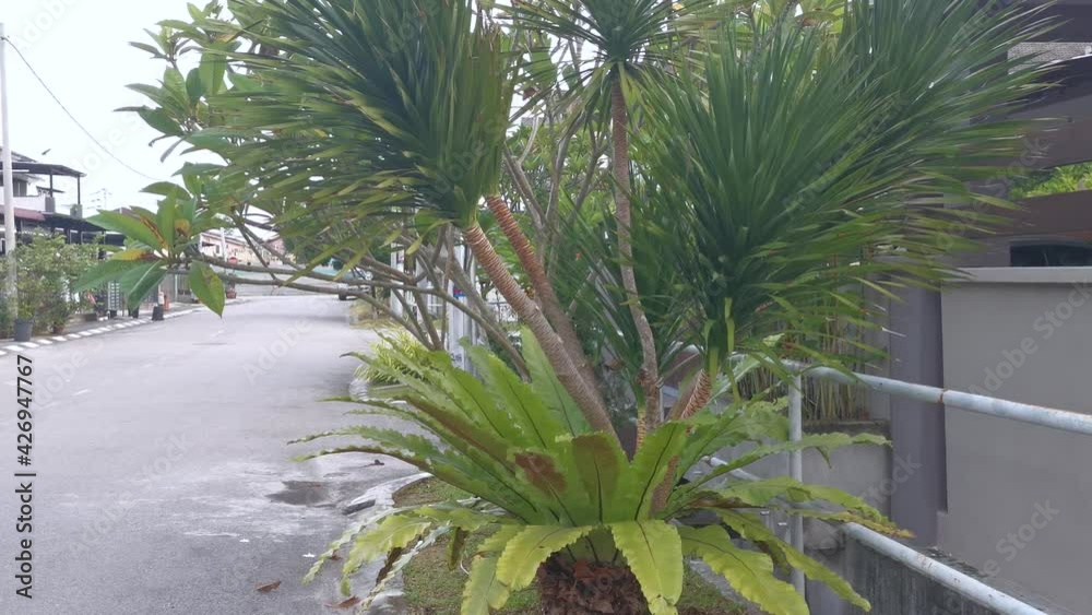 Cambodian Dragon Tree growing out of the bird's fern plant. Stock ビデオ ...