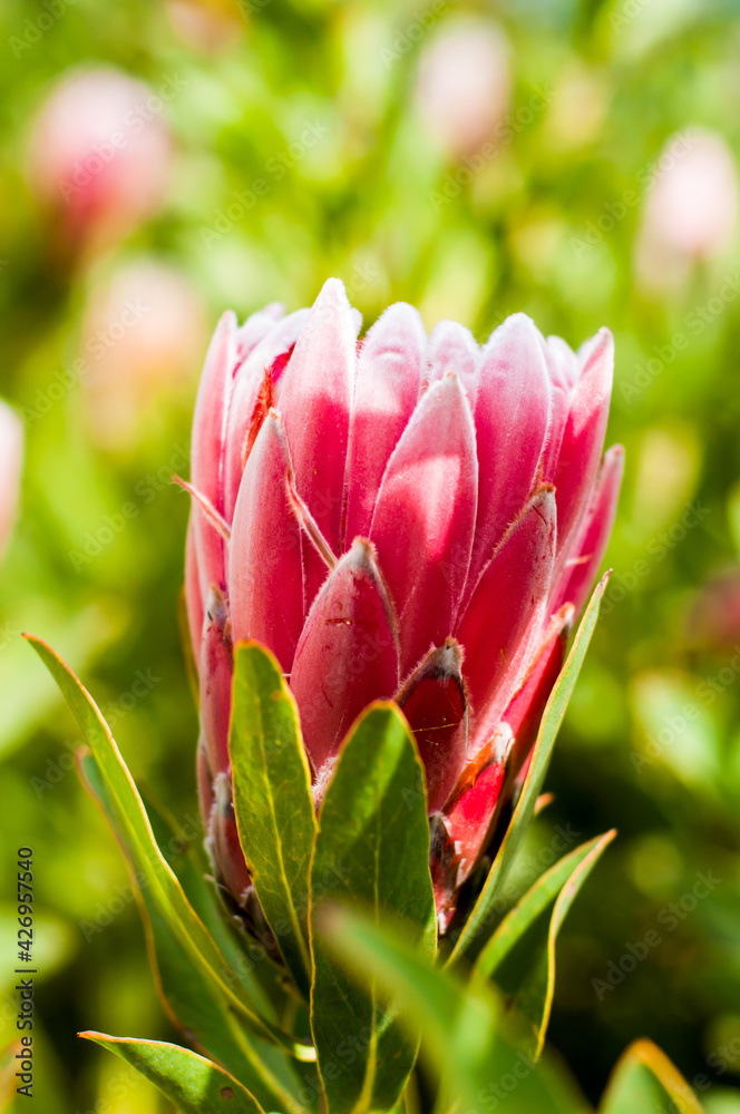 Red Protea flower- genus of South African flowering plants, also called ...