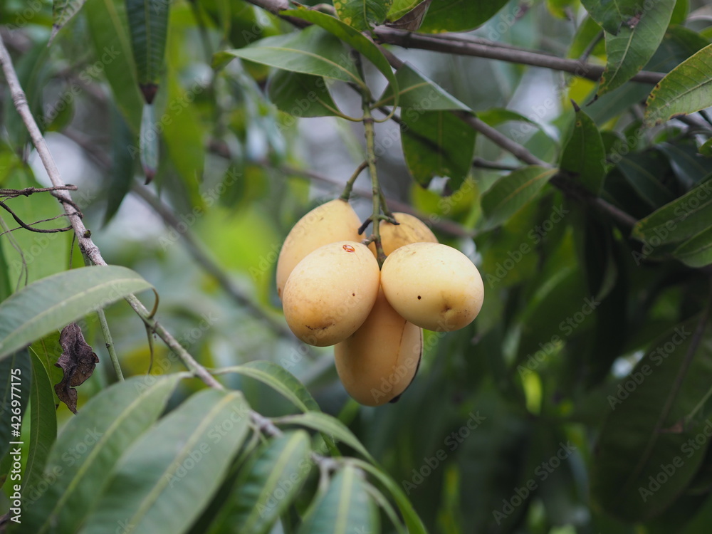 Marian plum, Anacardiaceae, Bouea macrophylla Griff maprang is yellow ...