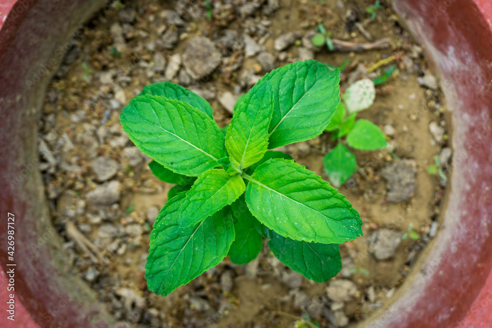 Peppermint (Mentha piperita, also known as Mentha balsamea Wild)is a ...