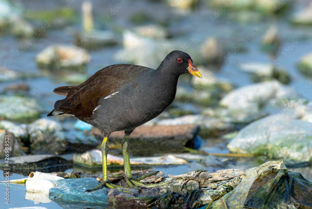 The common moorhen, also known as the waterhen or swamp chicken, is a ...