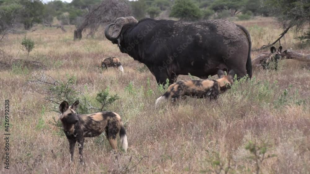 Animal confrontation as an old Cape Buffalo bull charges at a pack of ...