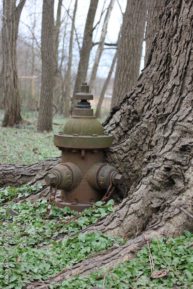 Old fire hydrant stuck in an old tree. Stock Photo | Adobe Stock