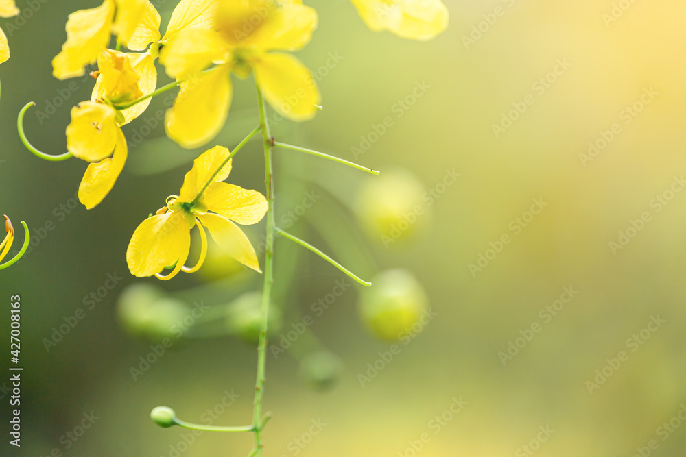 Close up Golden Shower Tree flower is bloom with blur background , national flower of Thailand ...