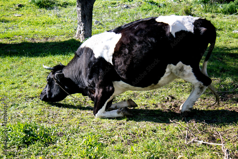 Full length profile portrait of a horned cow on knees, preparing to lie ...