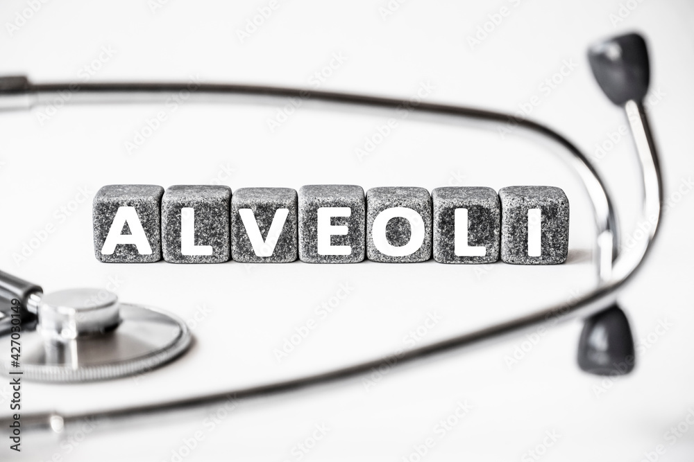 Stone block form word ALVEOLI with stethoscope. White background ...