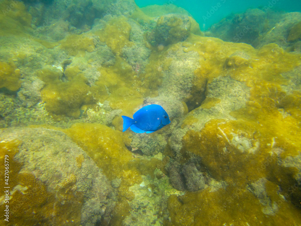 Rare bright and phosphorescent blue fish swimming in shallow water on ...