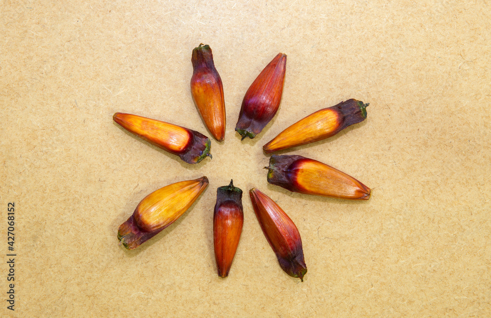 Foto de Natural pinion fruit, pine nut from the Araucária angustifolia ...